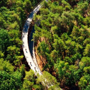 Cycling through the Trees « Landezine International Landscape Award LILA
