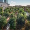 Al Fay Park « Landezine International Landscape Award LILA