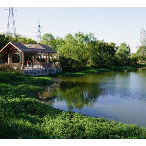 From Wasteland to Vibrant Rural Wetlands: Xining Micro-Wetlands Park ...